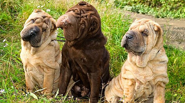 Sharpei - Atlas psů - iDNES.cz