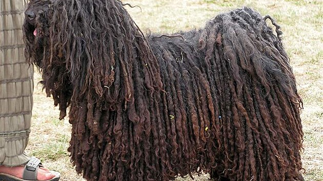 Puli - Atlas psů - iDNES.cz