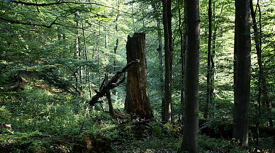 Beskydský prales Mionší žádá více klidu, vstup je možný pouze o víkendu ...