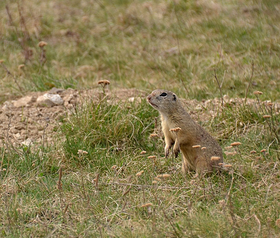 Sysly vypustili na strakonickém letišti, ohrožený druh se tam má ...
