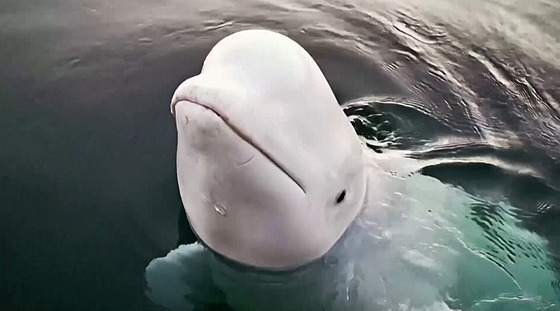 Běluha Hvaldimir měla chránit ruskou základnu, ale prchla, tvrdí ...