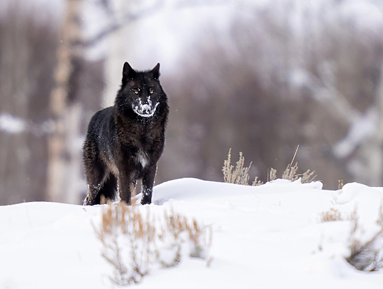 Fotopast na jihu Polska zachytila dva vzácné černé vlky, nejspíš ...