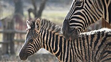 Stádo zeber v jihlavské zoo má nový přírůstek. Stejně jako ovce ...