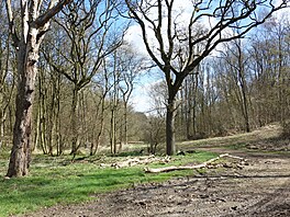 OBRAZEM: Démoni, šílené pokusy, bandité. Navštivte lesy protkané ...