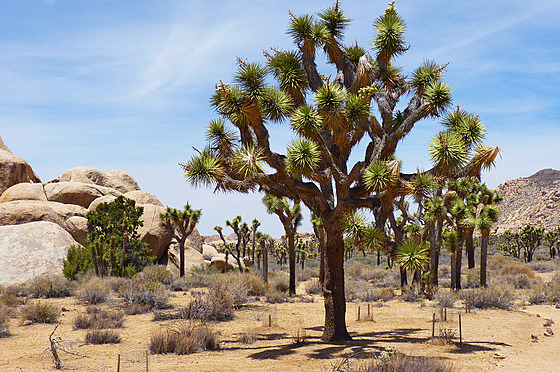 Národní park Joshua Tree proslavilo album kapely U2 - iDNES.cz