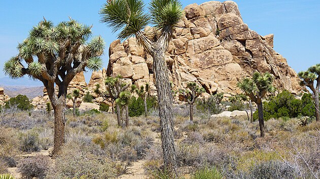 Národní park Joshua Tree proslavilo album kapely U2 - iDNES.cz