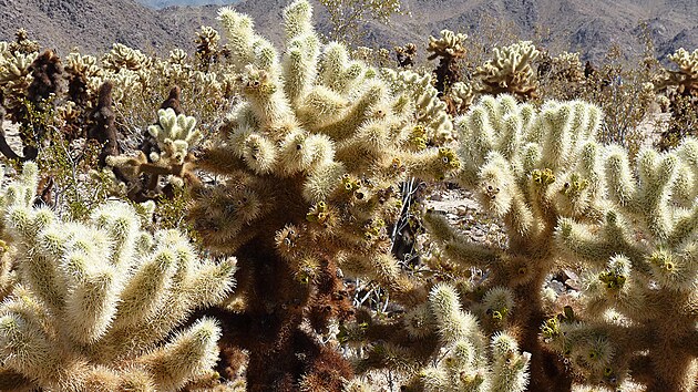 Národní park Joshua Tree proslavilo album kapely U2 - iDNES.cz