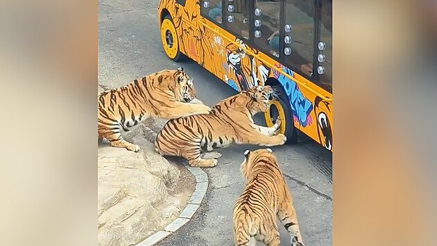 Tygrovi se zasekl zub v kole turistického autobusu - iDNES.tv
