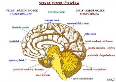 Povýšení - odměna pro mozek | Orientace | Lidovky.cz