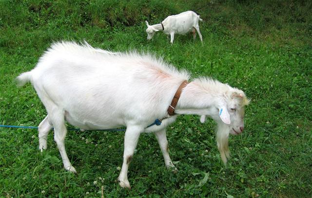 Hit westernového městečka - půjčovna koz, se kterými se chodí na ...