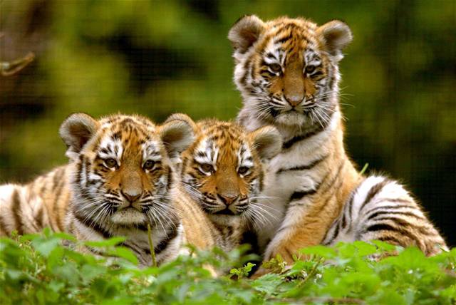 Na letišti v Bangkoku 'oživlo' plyšové mládě tygra | Zajímavosti ...