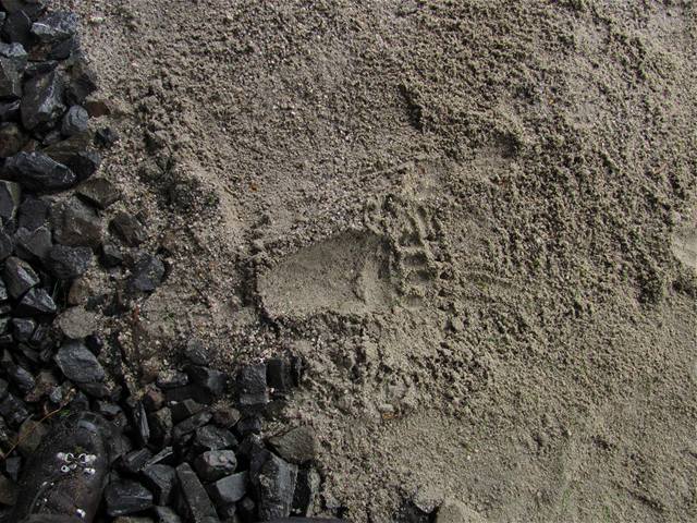 První úspěch biokoridoru za miliony? Podvrh, stopa medvěda byla falešná ...