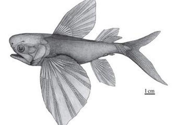 Paleontologové v Číně našli nejstarší létající rybu | Orientace ...