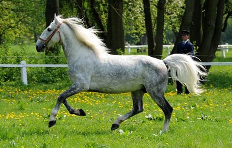 Stallion sperm off to Brit royals | Téma | Lidovky.cz