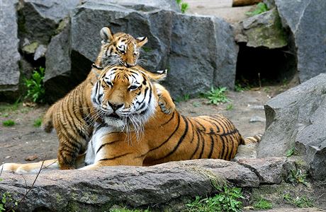 V zoo Dvorec se narodilo mládě tygra ussurijského | Zajímavosti ...