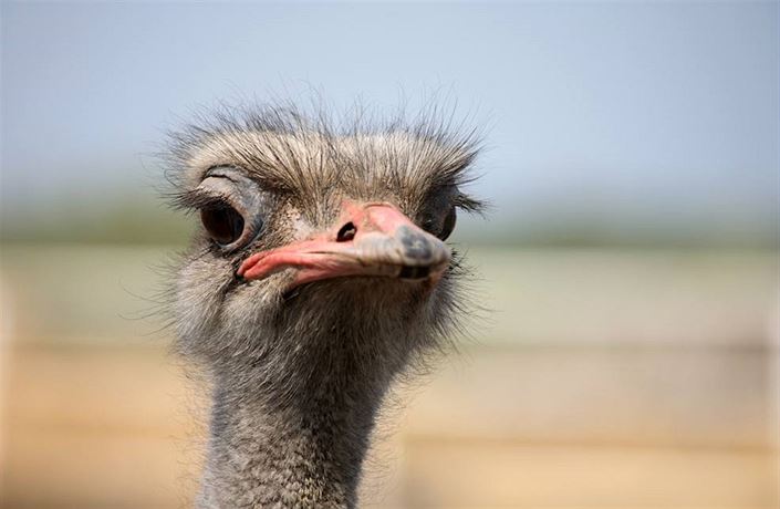 Náruživý pštros hledá partnerku, poslední jeho tempo nevydržela ...