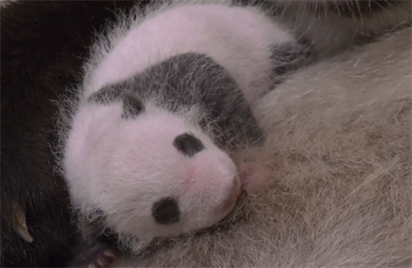 VIDEO: Berlínská zoo znovu ukázala světu pandí mláďata. Dvojčata na ...