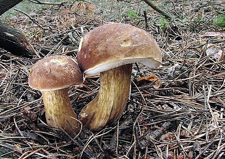 Zatracený hořčák. Jak ho poznat od hřiba dubového? | Magazín | Lidovky.cz