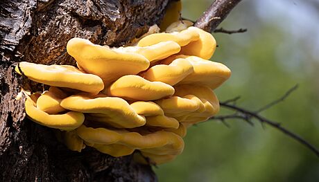 Chutí připomíná kuřecí maso. Vyzkoušejte sírovec na kari | Dobrá chuť ...