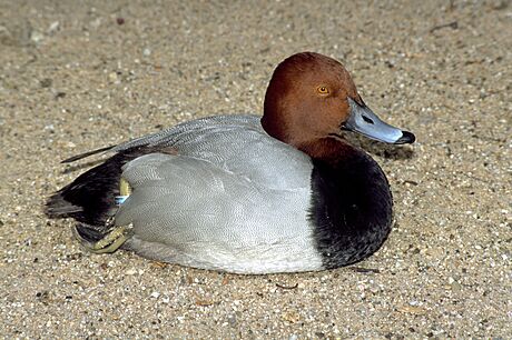 Ptáka roku Poláka velkého mohou lidé legálně lovit, patří ale mezi ...