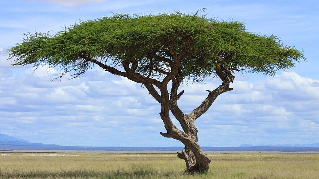 Skoro 10 milionů stromů. Vědci z kosmického střediska spočítali dřeviny ...
