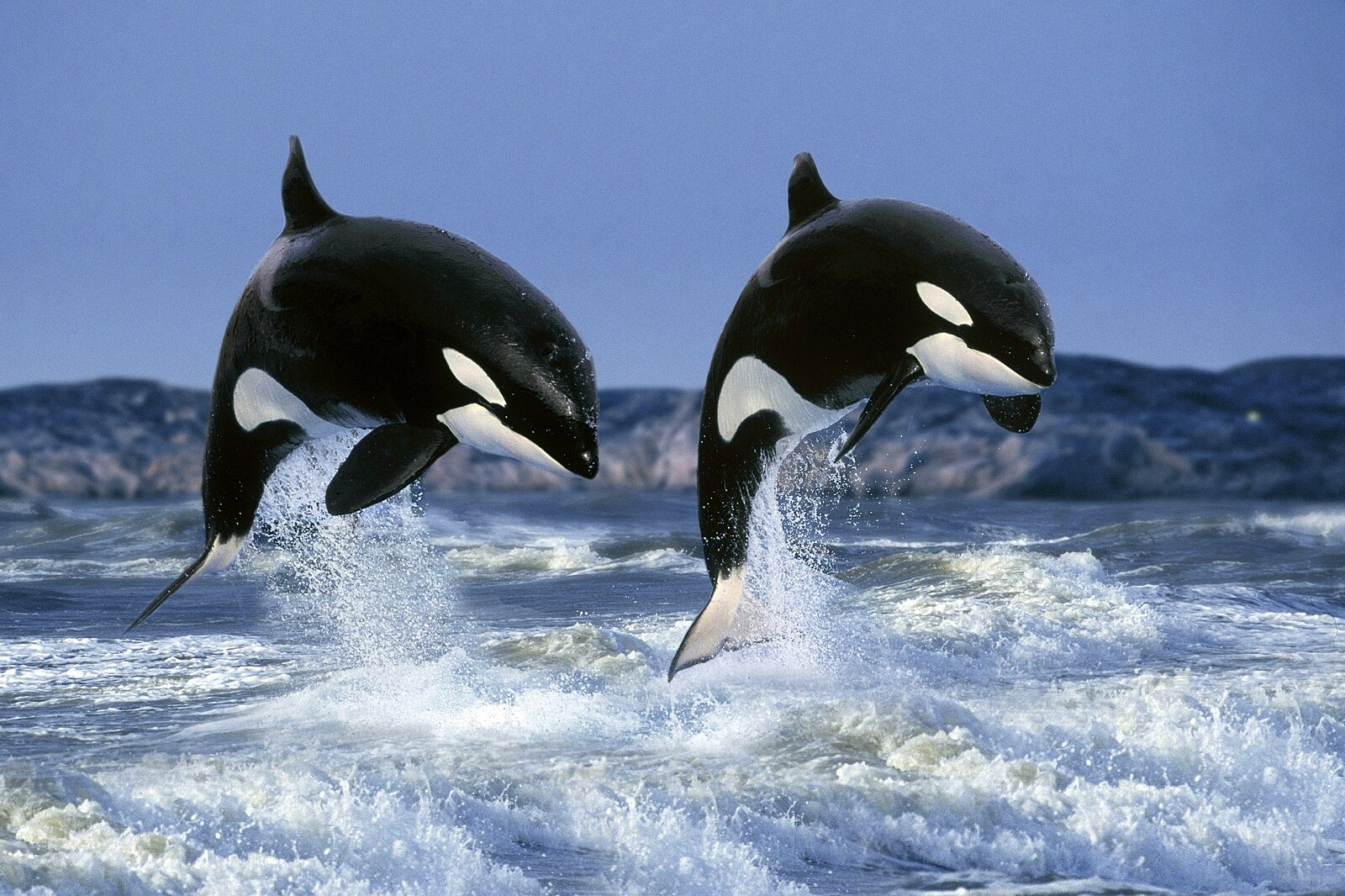 Co mají kosatky za lubem? Potápění lodí je módní trend, který pomine ...