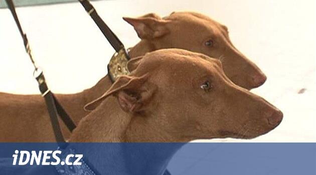 Faraónský pes - Atlas psů - iDNES.cz