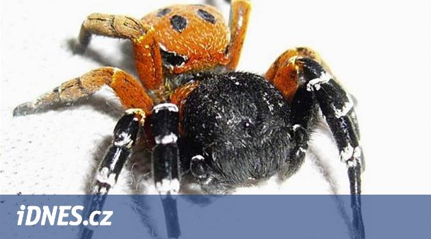 V Česku objevili pavouka, jehož mláďata sežerou vlastní matku - iDNES.cz