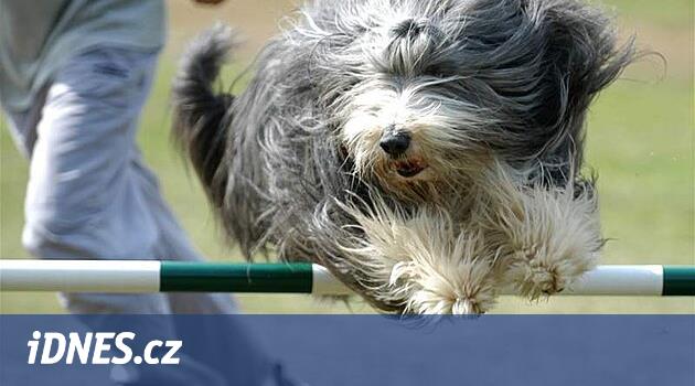 Bearded collie - Atlas psů - iDNES.cz