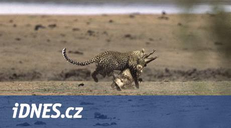 Fotograf poprvé zachytil, jak levhart rozsápal krokodýla - iDNES.cz