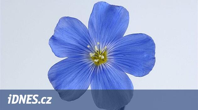 Len setý (Linum usitatissimum L.) - iDNES.cz