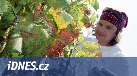 Vinice na jižní Moravě „hoří“, na plísně navíc nic nezabírá - iDNES.cz