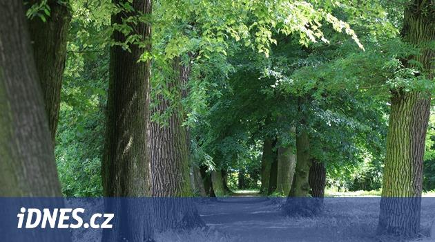 Desátý ročník ankety Strom roku vyhrála alej z Přerovska - iDNES.cz