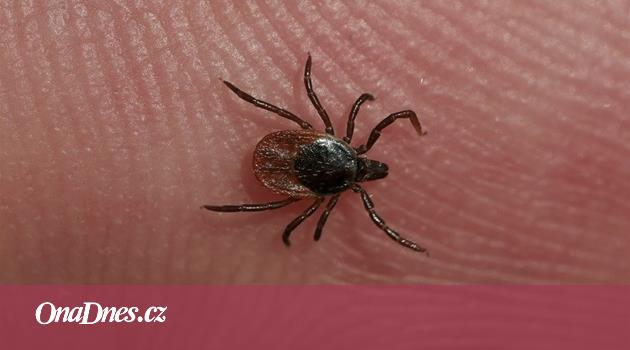 Čeští vědci se dostali na stopu univerzální vakcíně proti klíšťatům ...