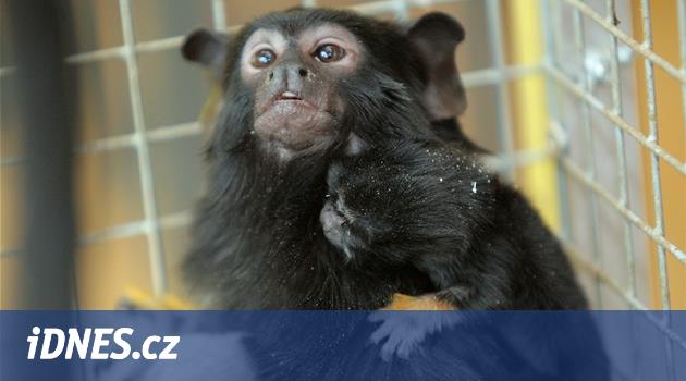 V táborské zoo se narodila malá opička, zatím ji nosí táta na zádech ...