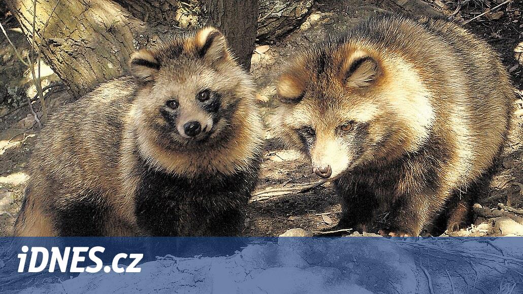 Želva i psík mývalovitý. V přírodě přibývají invazivní druhy zvířat ...