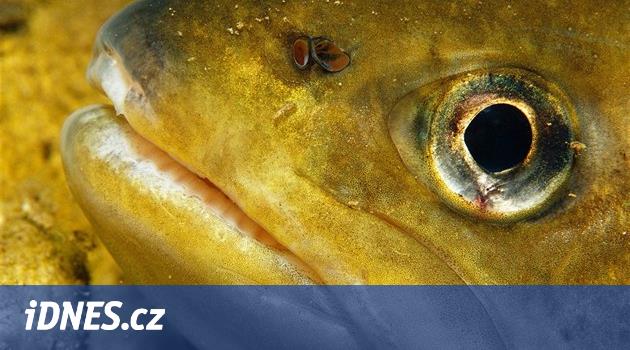 NÁZOR: Lipana a „potočáka“ zachrání pouze radikální změny - iDNES.cz