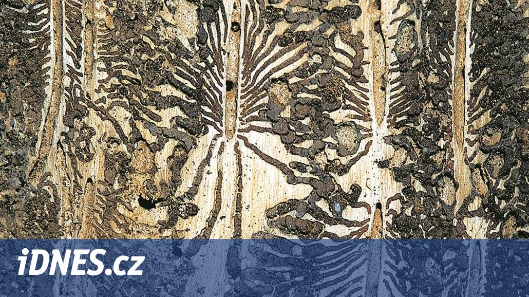 Kůrovec se začíná množit a rostoucí sucho v nížinách mu jen přeje ...