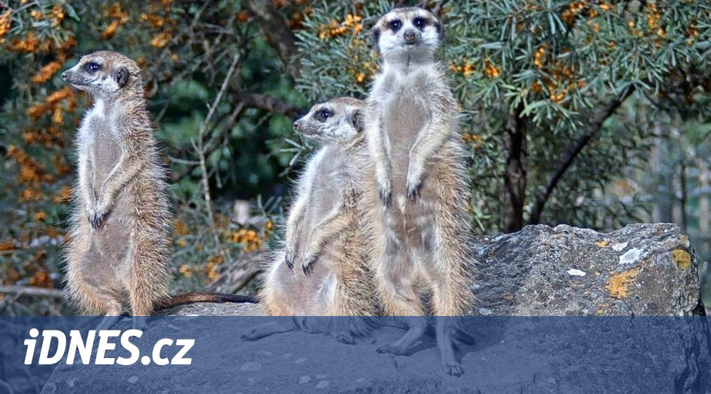 ŽIVĚ: Surikaty v pražské zoo nyní můžete sledovat přímo na hlídce ...