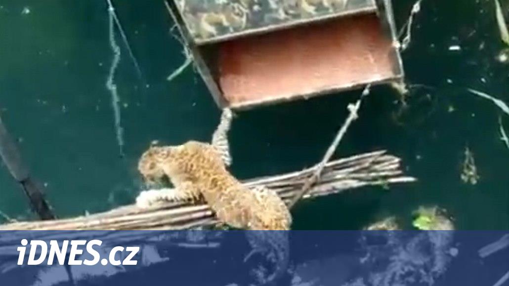 VIDEO: Indové předvedli, jak elegantně lze vytáhnout leoparda ze studny ...
