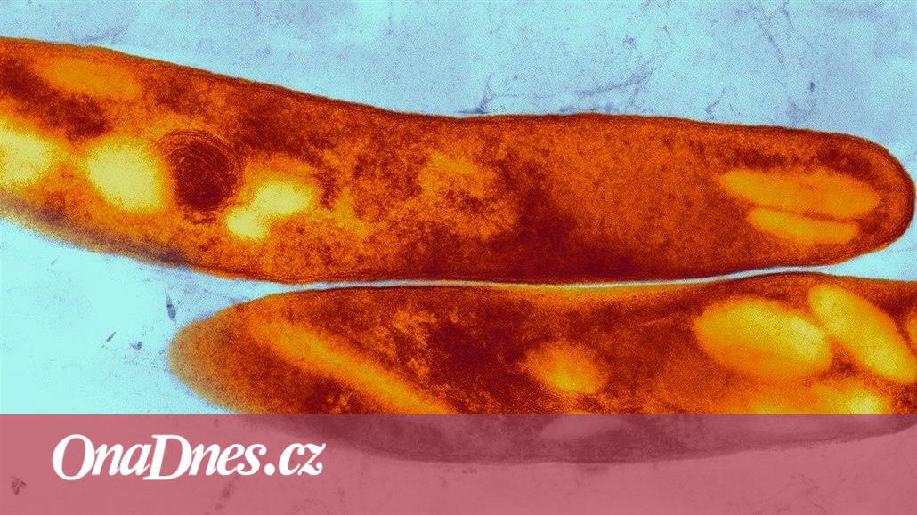 Tuberkulóza začíná únavou, hubnutím a kašlem - iDNES.cz