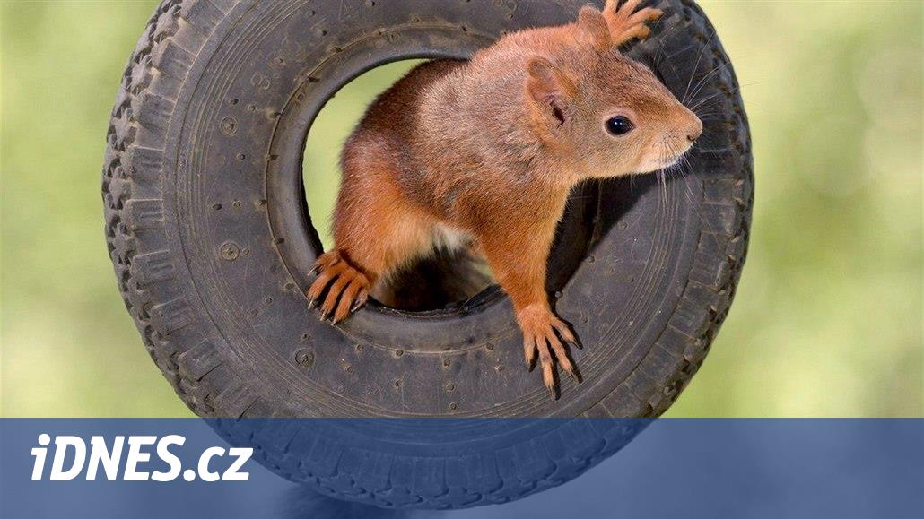 FOTOGALERIE: Nejroztomilejší veverky, kam se podíváš. Tak fotí Geert ...