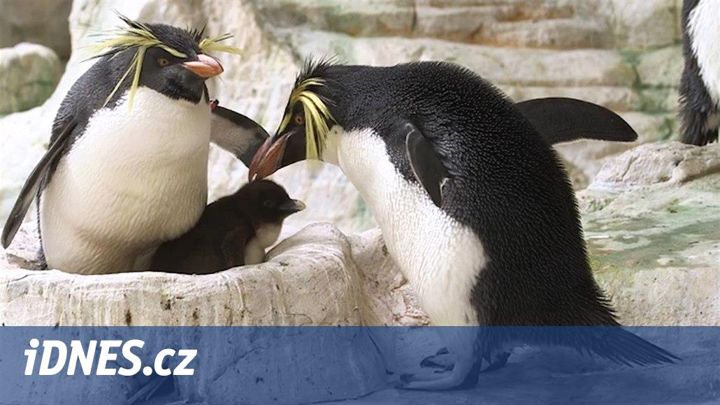 VIDEO: Ve vídeňské zoo se vylíhli vzácní malí chocholatí tučňáci - iDNES.cz