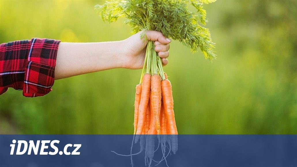 Výsev mrkve krok za krokem: Termíny, rady, sousedské tipy - iDNES.cz