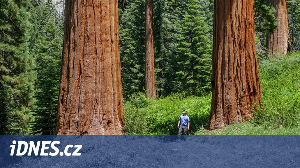 Vědci otestují, zda by obnově lesů pomohly cizokrajné stromy. Vysadí i ...