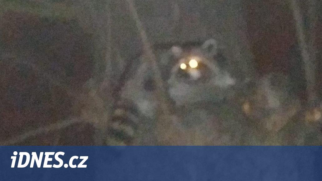 Pejskař vyfotil mývala, v zoo řádil psík. Invazivní druhy se stahují do ...