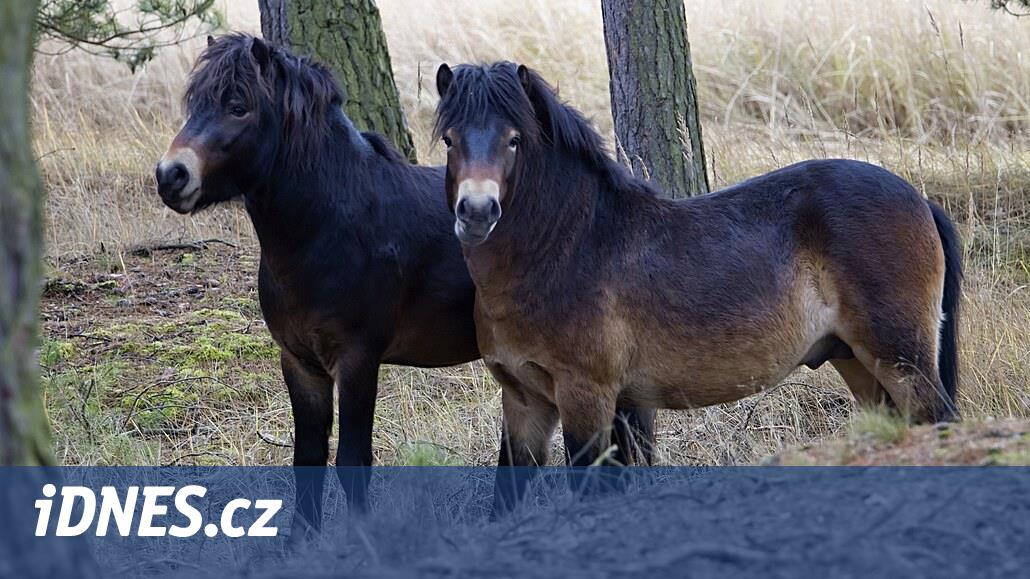 O divočinu u Nýřan se postarají exmoorští ponyové - iDNES.cz