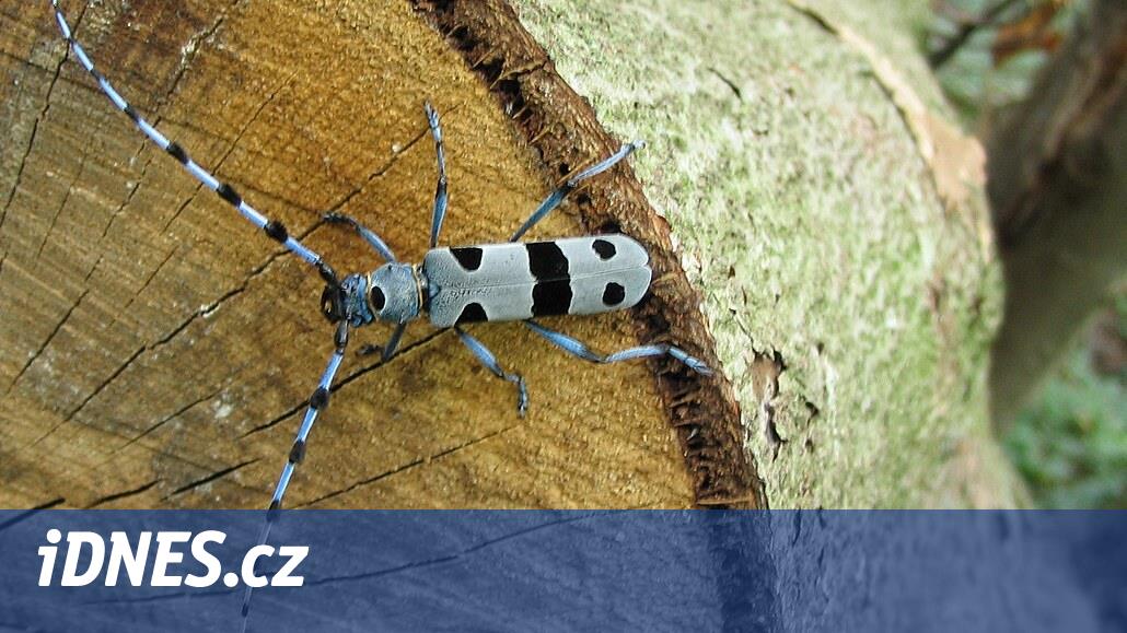 Kvůli tisícům vzácných tesaříků se z Vlárského průsmyku dál neodváží ...