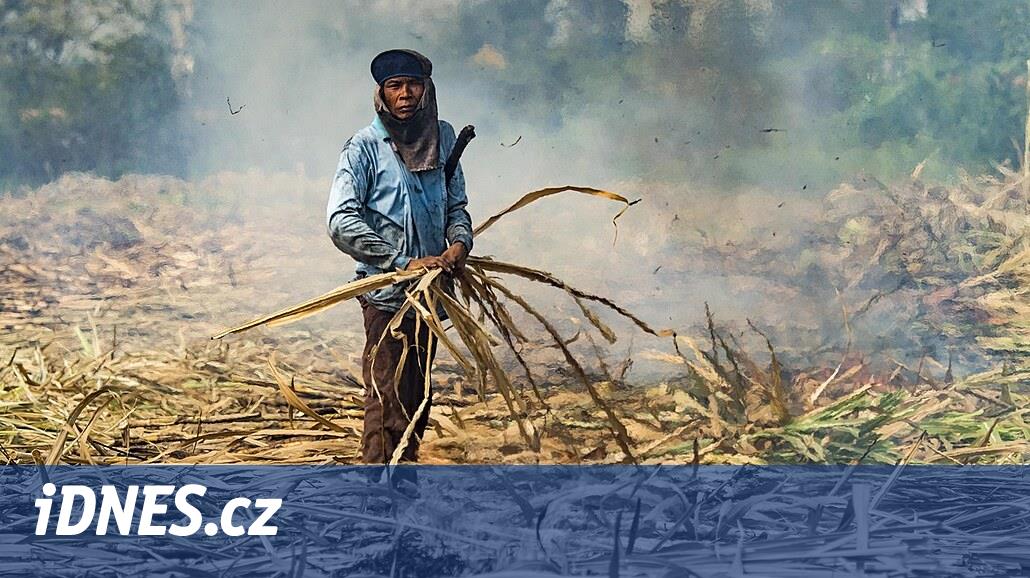 Ekologičtější palivo do aut? Brazilci kvůli ethanolu dřou jako otroci ...