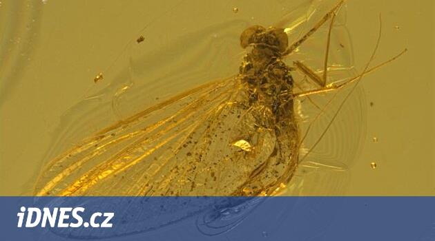 Vědci našli v jantaru až 47 milionů let starou jepici, v týmu byli i ...